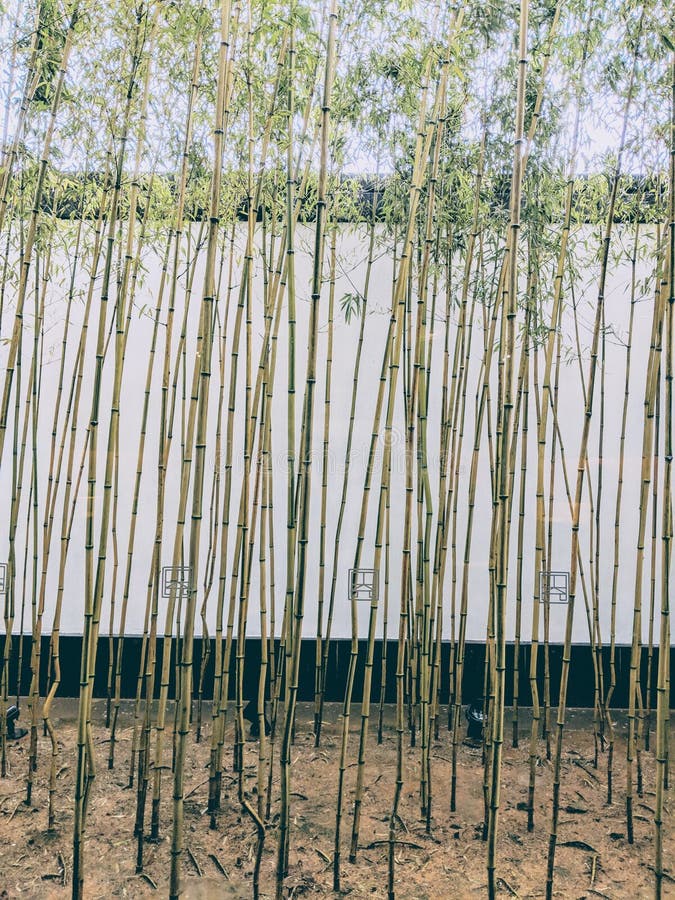 A bamboo forest in spring stock photo. Image of pleasing - 142603586