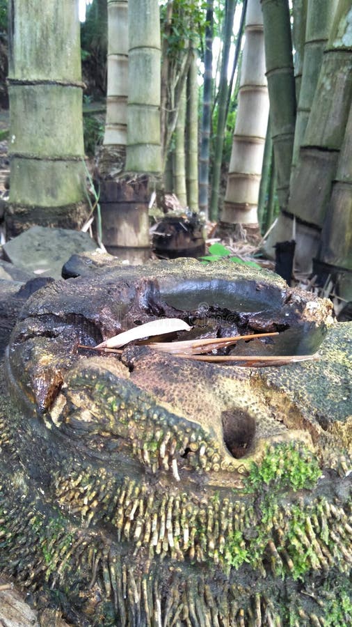 Bamboo forest stock photo. Image of forest, kotawisatabatu - 208874534