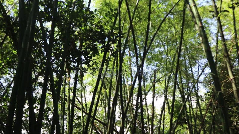 Bamboo Forest. Bamboo Trees Blown by the Wind. . Stock Footage - Video ...
