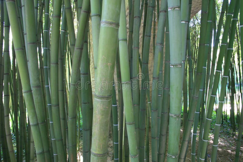 Bamboo / bamboe stock image. Image of plants, growing - 116053869