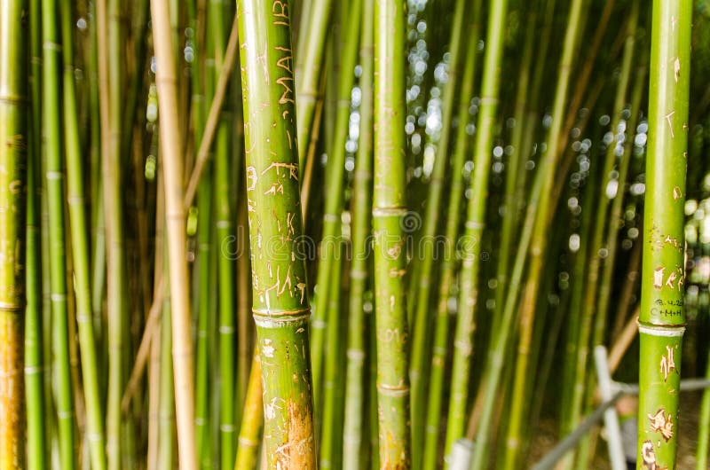 Bamboo stock photo. Image of green, garden, university - 58216838