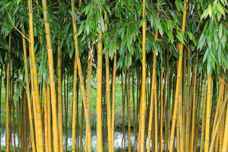 Bamboo Forest in the Botanical Gardens, Netherlands Stock Photo - Image ...