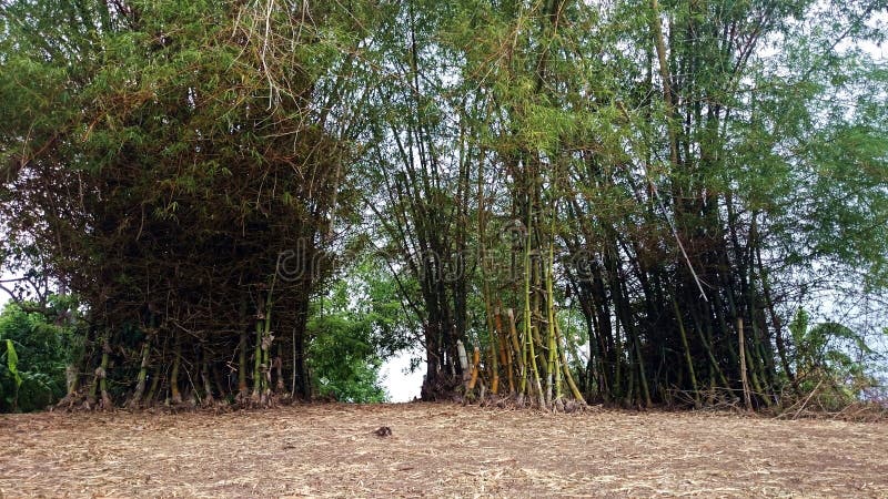 Bamboo Forest stock image. Image of forest, asia, bamboo - 56987809