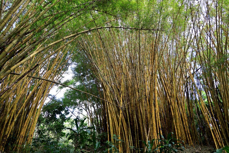 Bamboo Forest in Costa Rica Stock Photo - Image of sunlight, horizontal ...