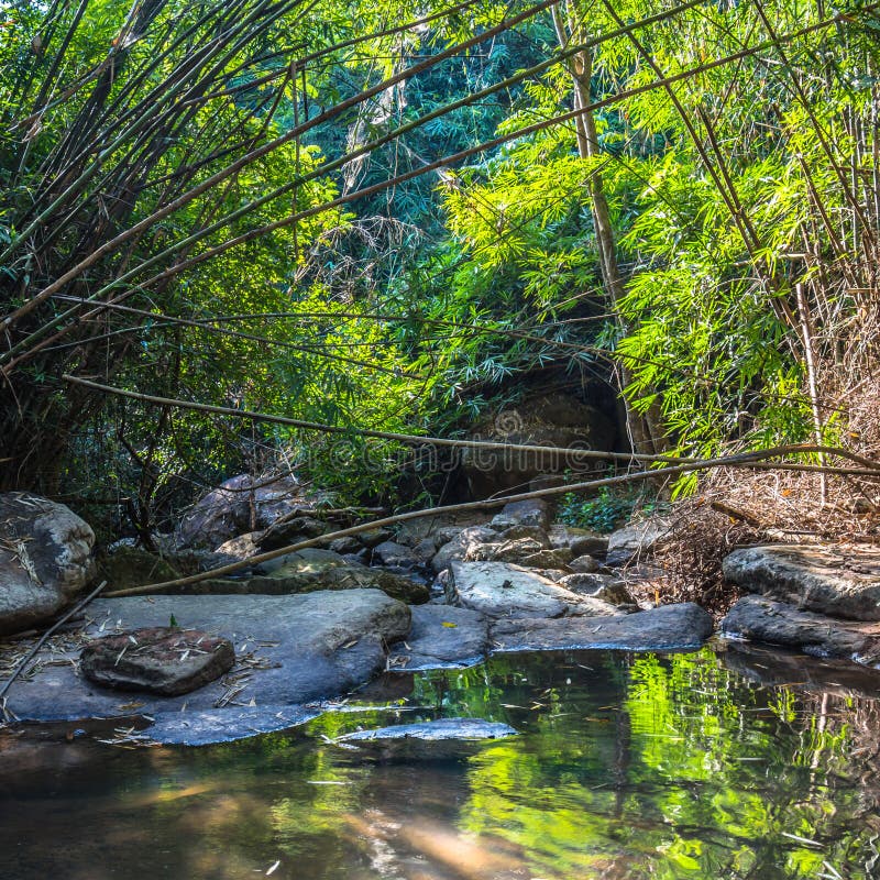 Bamboo forest stock photo. Image of bamboo, stone, lush - 39309670
