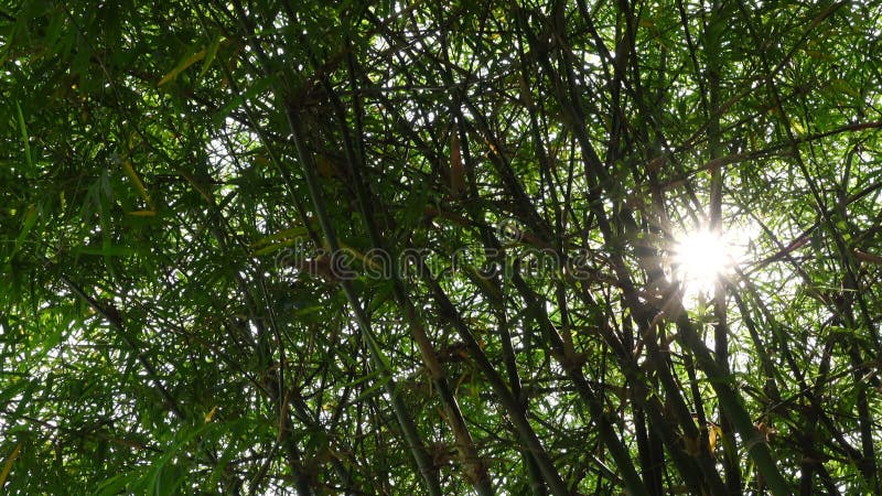 Bamboo Forest Dense Tree with Sunlight Shine through Stock Video ...