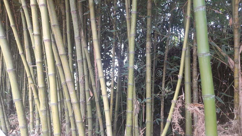 Bamboo Forest in the Dieng Mountains, Central Java Stock Photo - Image ...
