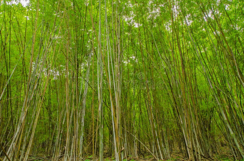 Bamboo forest stock photo. Image of outdoor, light, garden - 44685028