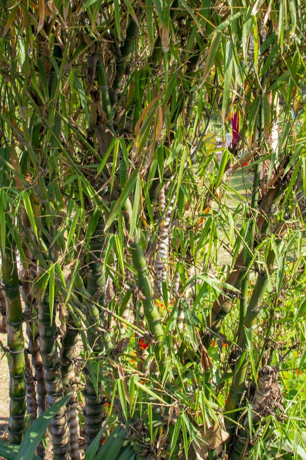Bamboo Forest in the Ground Stock Image - Image of tropical, jungle ...
