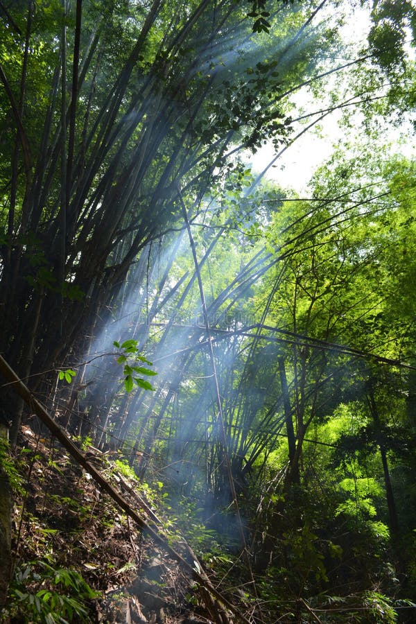Forest haze stock photo. Image of weather, misty, branch - 2326092