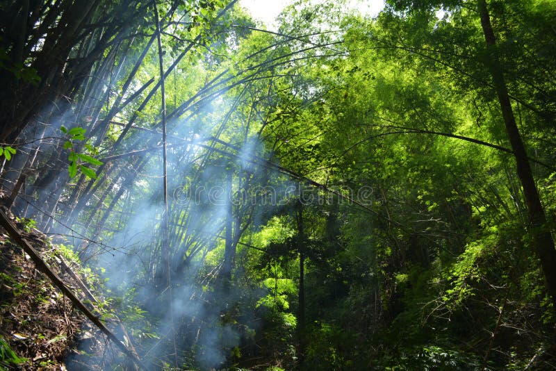 Forest haze stock photo. Image of weather, misty, branch - 2326092