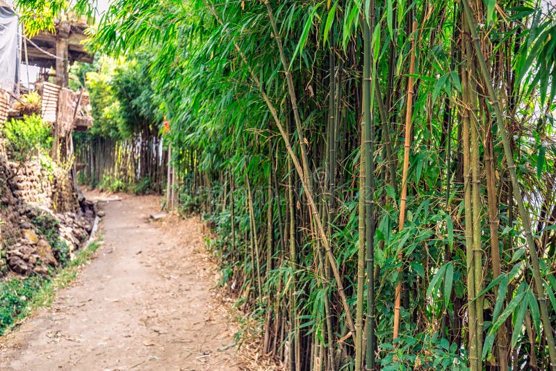 Bamboo forest India stock image. Image of india, wood - 99297429