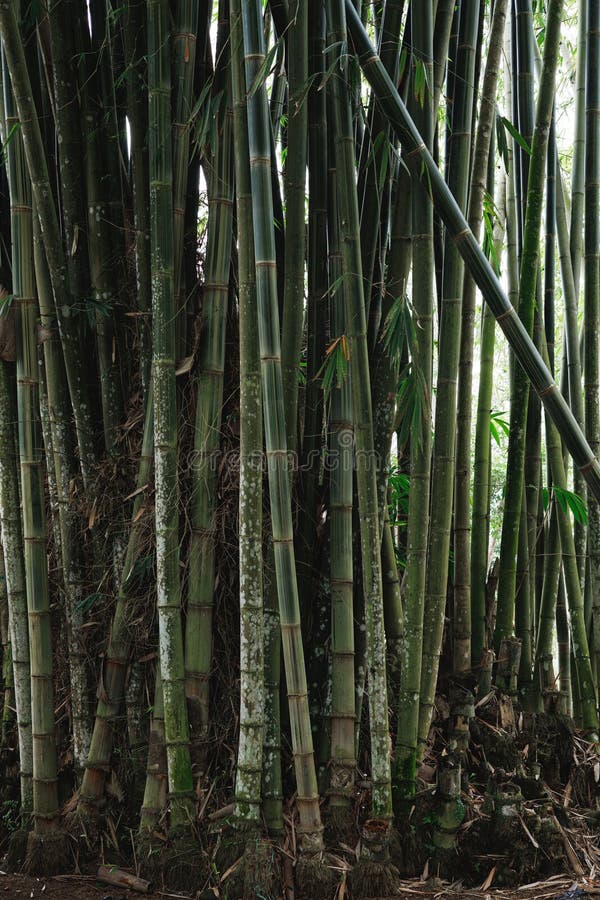 Bamboo Forest in Indonesia in Southest Asia Stock Image - Image of ...
