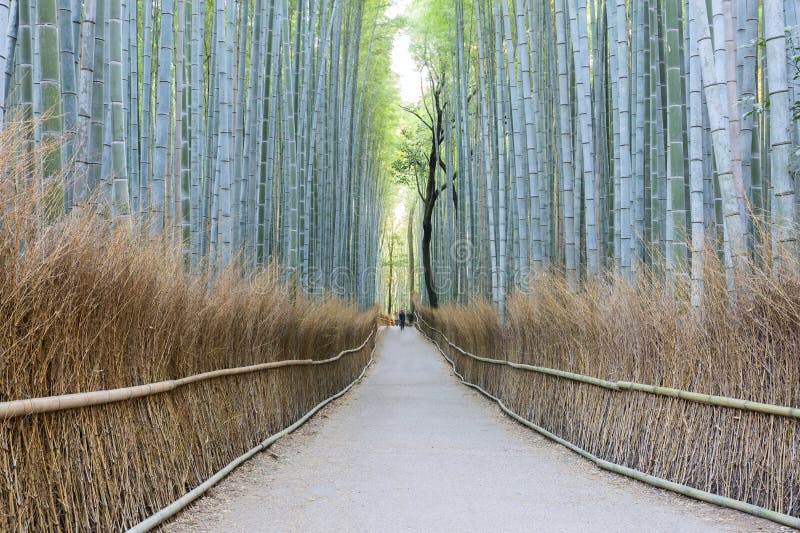 Bamboo Forest in Japan, Arashiyama, Kyoto Stock Image - Image of growth ...