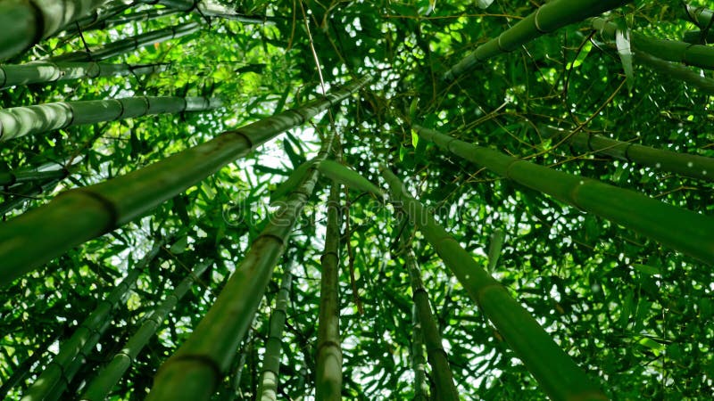 Bamboo forest 4K stock footage. Video of botany, lush - 42251112