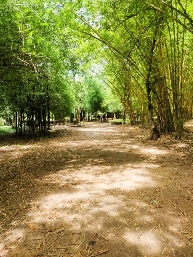 Bamboo Forest in Kaveri Nisargadhama Coorg, Karnataka Stock Photo ...