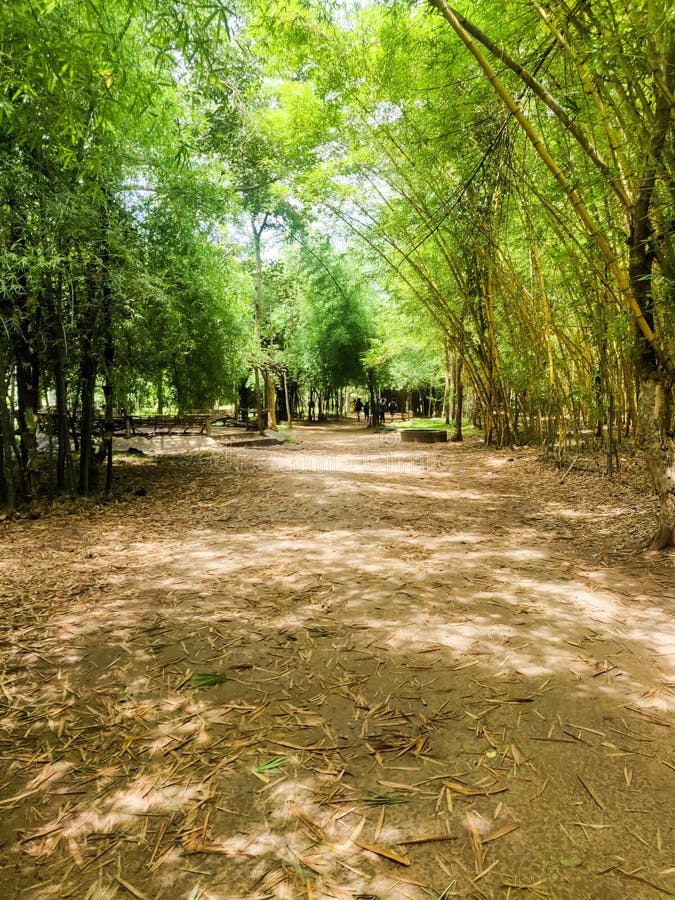 Bamboo Forest in Kaveri Nisargadhama Coorg, Karnataka Stock Photo ...