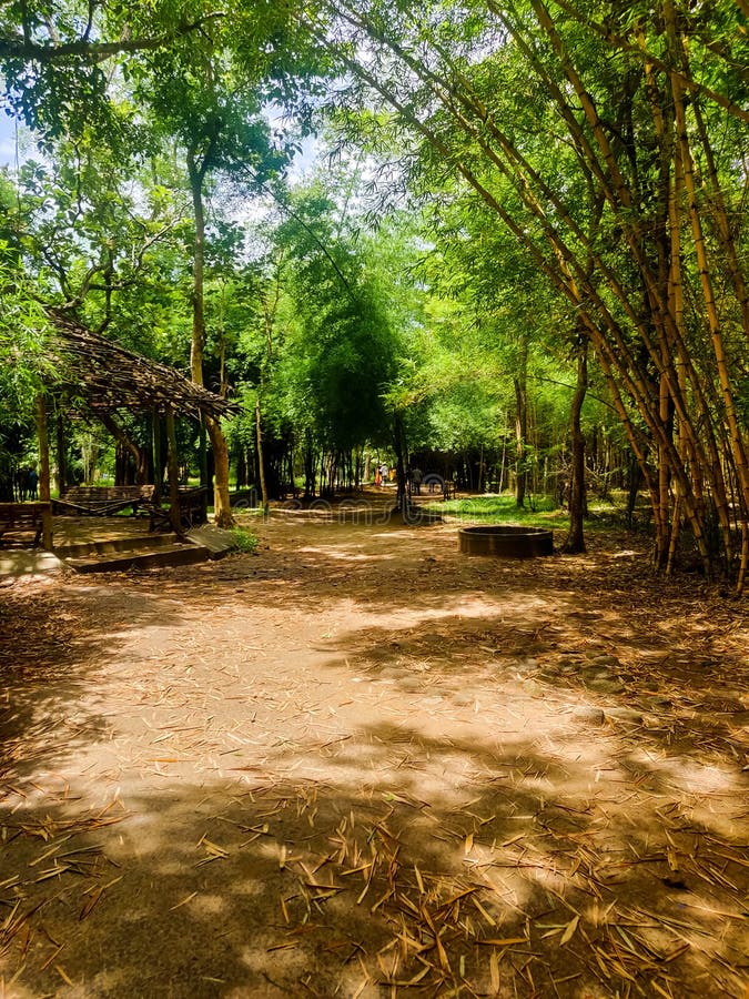 Bamboo Forest in Kaveri Nisargadhama Coorg, Karnataka Stock Photo ...