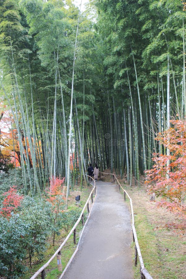 The Bamboo Forest in Kodai Ji Temple in Kyoto Stock Photo - Image of ...