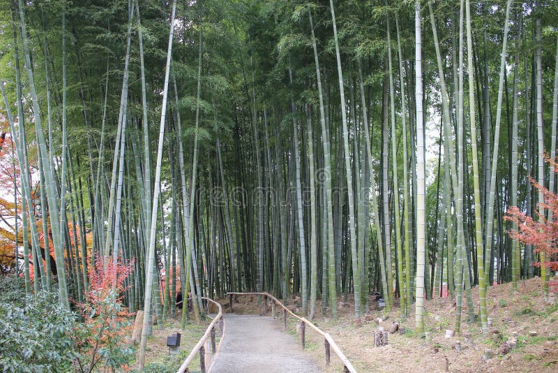 The Bamboo Forest in Kodai Ji Temple in Kyoto Stock Image - Image of ...