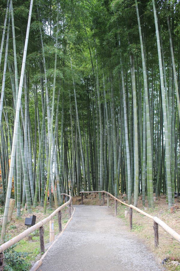 The Bamboo Forest in Kodai Ji Temple in Kyoto Stock Photo - Image of ...