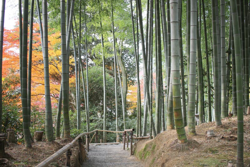 The Bamboo Forest in Kodai Ji Temple in Kyoto Stock Photo - Image of ...