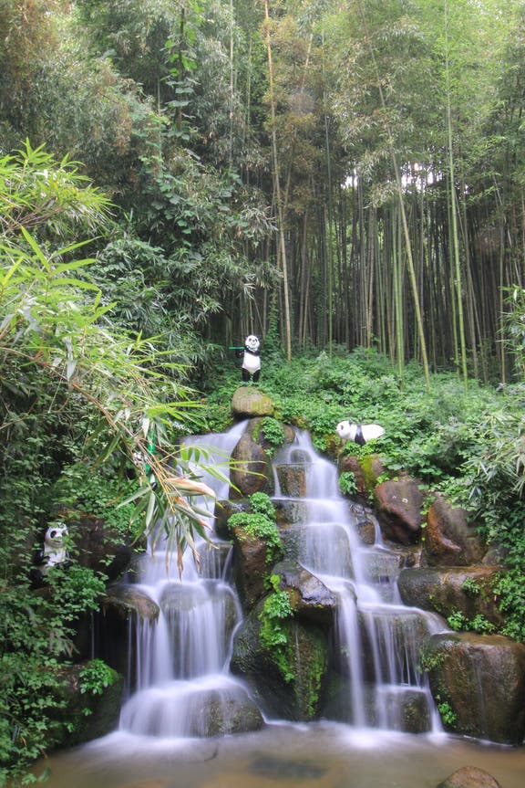 Bamboo forest stock image. Image of water, korean, pandas - 77564019