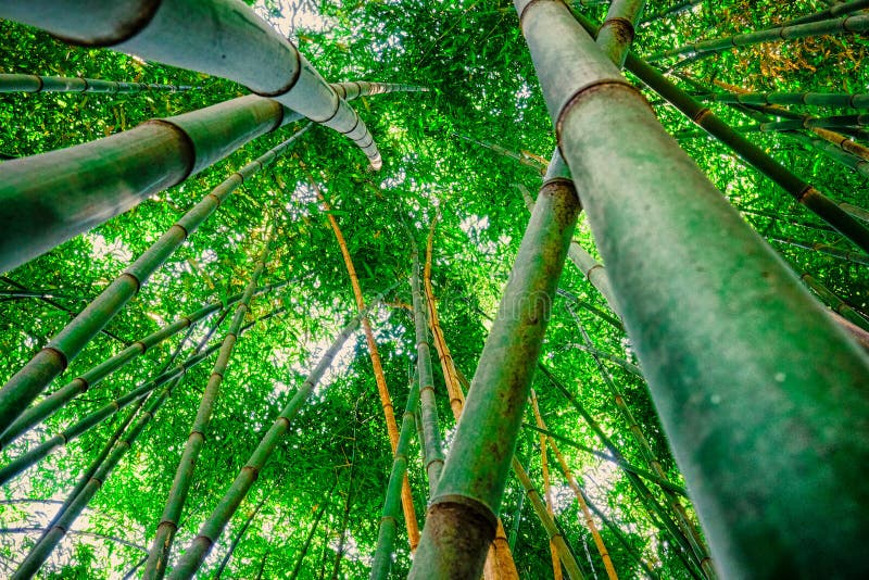 Bamboo Forest Looking To the Sky Stock Image - Image of looking, forest ...