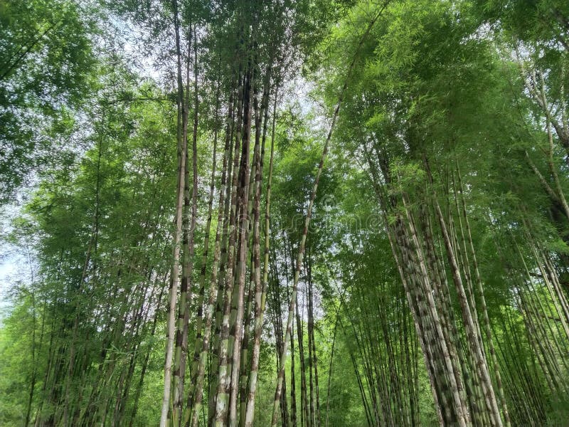 Bamboo Forest with a Lot of Trees, Nan, Thailand, Thai Bamboo in the ...