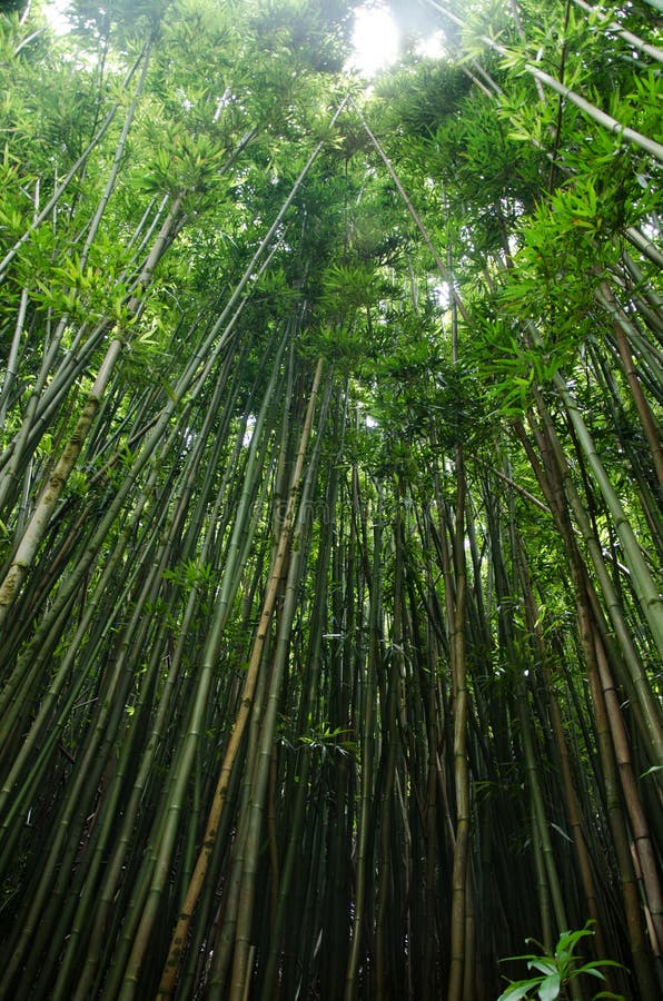 Bamboo forest stock photo. Image of green, plant, university - 42626354