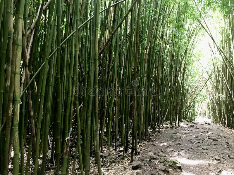 Bamboo Forest on Maui stock photo. Image of bamboo, forest - 126665722