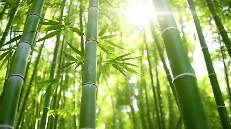Bamboo Forest in the Morning. Generative Ai Stock Illustration ...