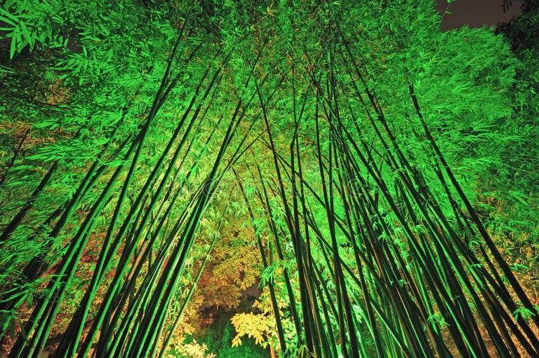 China Bamboo Forest Night Stock Photos - Free & Royalty-Free Stock ...