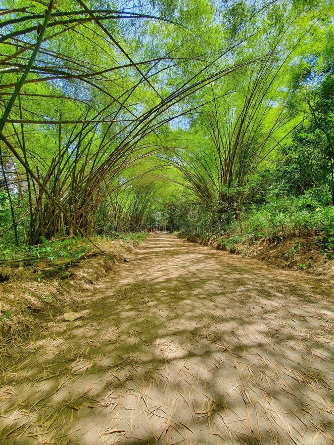 Enjoying the Natural Atmosphere on a Bamboo-covered Road in the Middle ...