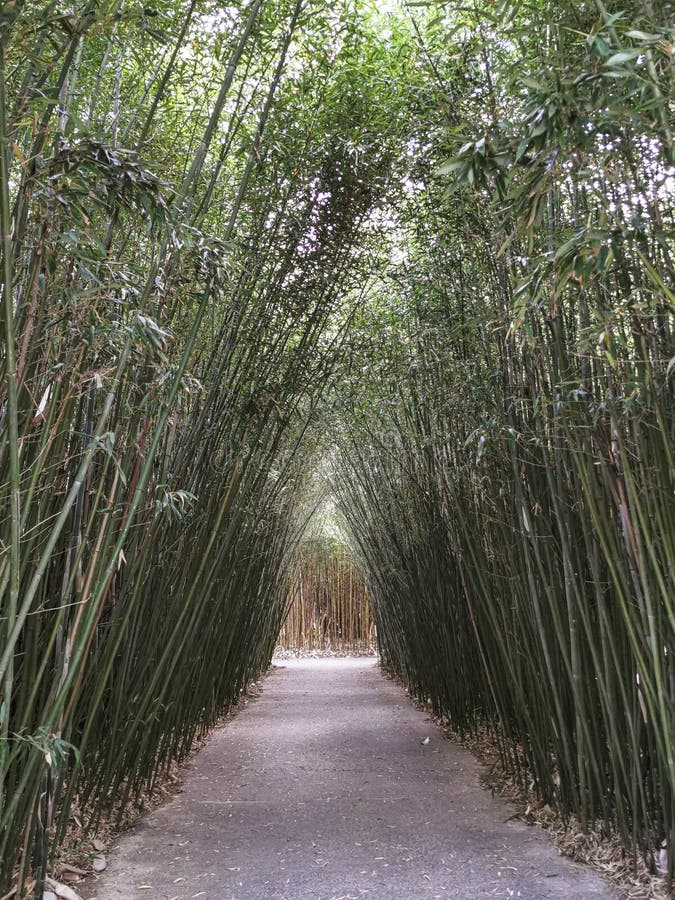 Bamboo Forest Path with Tall Green Trees Stock Image - Image of ...