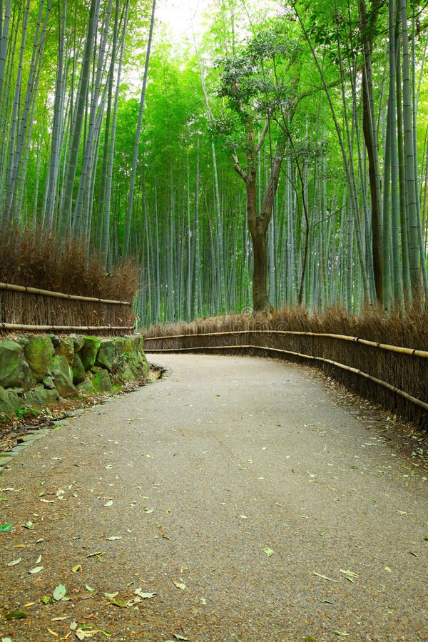 Bamboo forest and pathway stock photo. Image of outdoor - 38454946