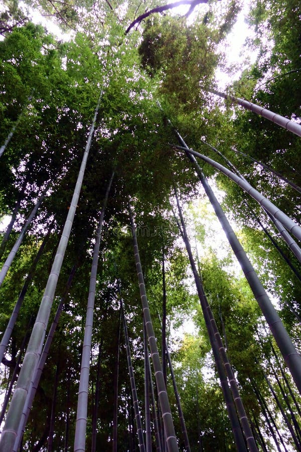A Dense and Dense Bamboo Forest Pattern Stock Image - Image of densely ...