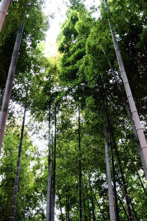 A Dense and Dense Bamboo Forest Pattern Stock Photo - Image of bamboo ...