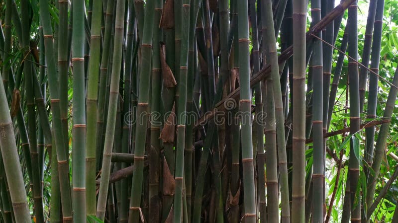 Bamboo forest pattern stock image. Image of flower, trunk - 262317903