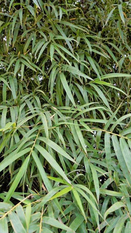 Bamboo Forest Plant Bush Growing in Wild, Lush Green Bamboo Leaves ... Bamboo Forest Plant Bush Growing in Wild, Lush Green Bamboo Leaves ...