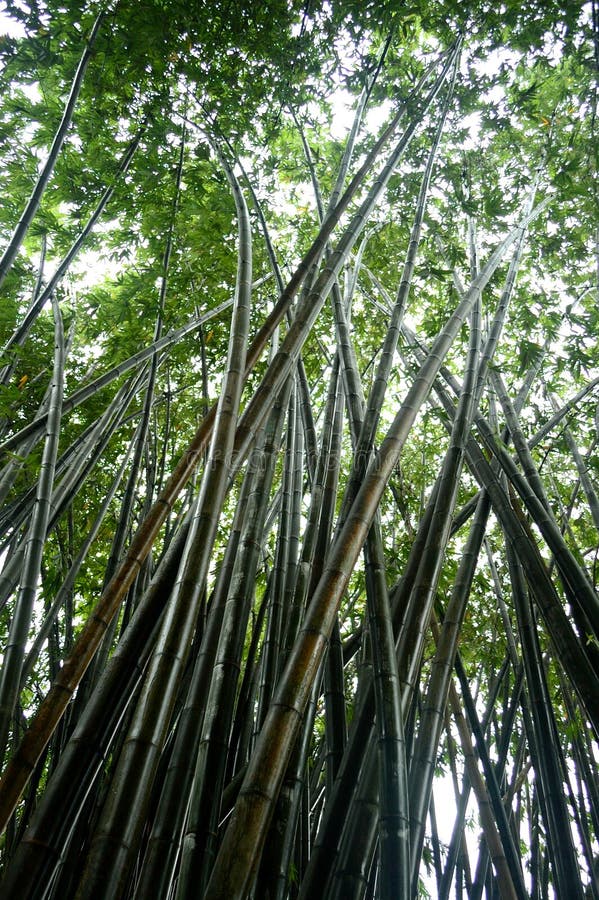 Bamboo Forest after the Rain Stock Image - Image of decoration, nature ...