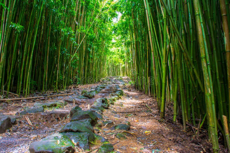Bamboo forest stock photo. Image of bamboo, tourist, green - 61668006