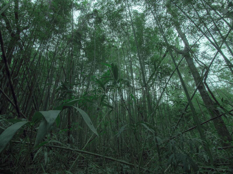 Bamboo Forest, Small Skinny Tree Forest Stock Photo - Image of woods ...