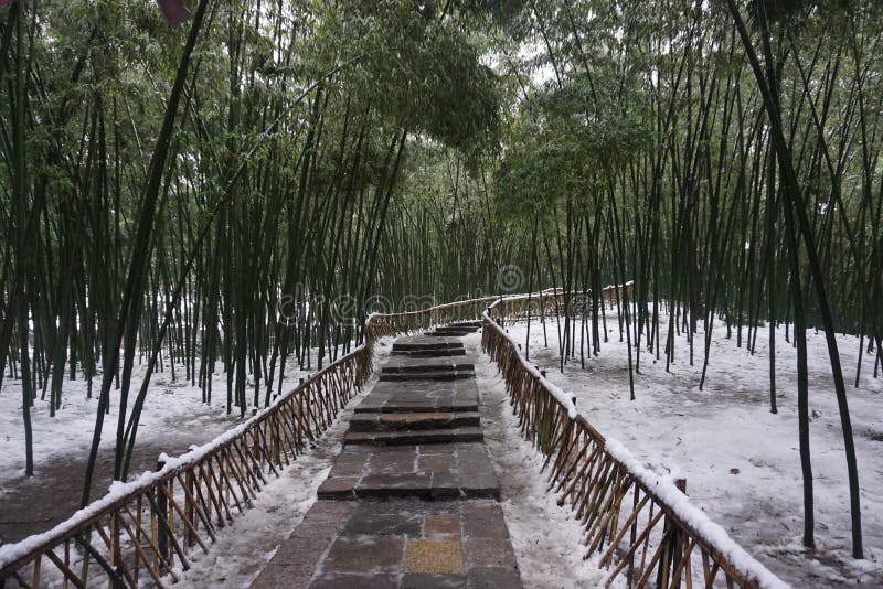 Bamboo Forest with Snow and a PathA Picture of Some Leaves on the Left ...