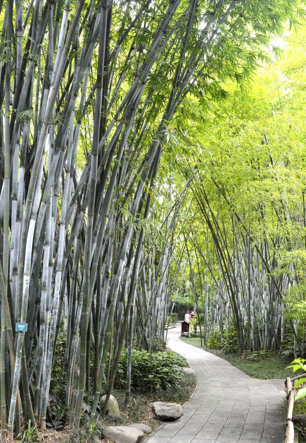 Bamboo forest stock photo. Image of south, materials - 31922298