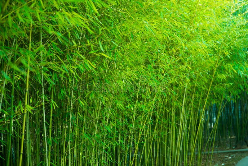 Bamboo forest stock image. Image of plant, tree, forest - 31163261