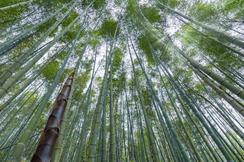 Bamboo forest in spring stock photo. Image of light - 217759444