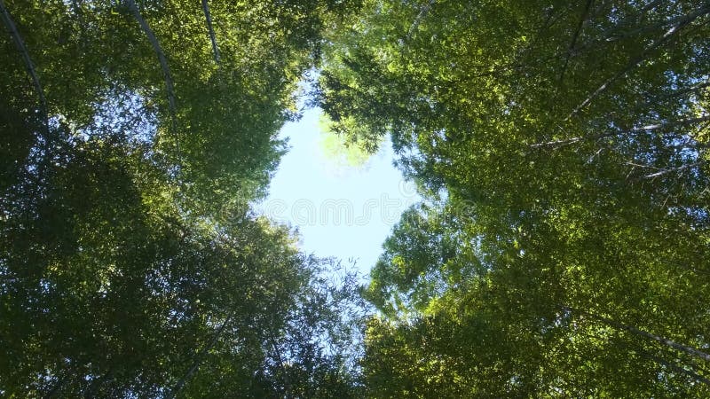 Bamboo Forest in Springtime. Rotating Shot. Bottom View Stock Footage ...