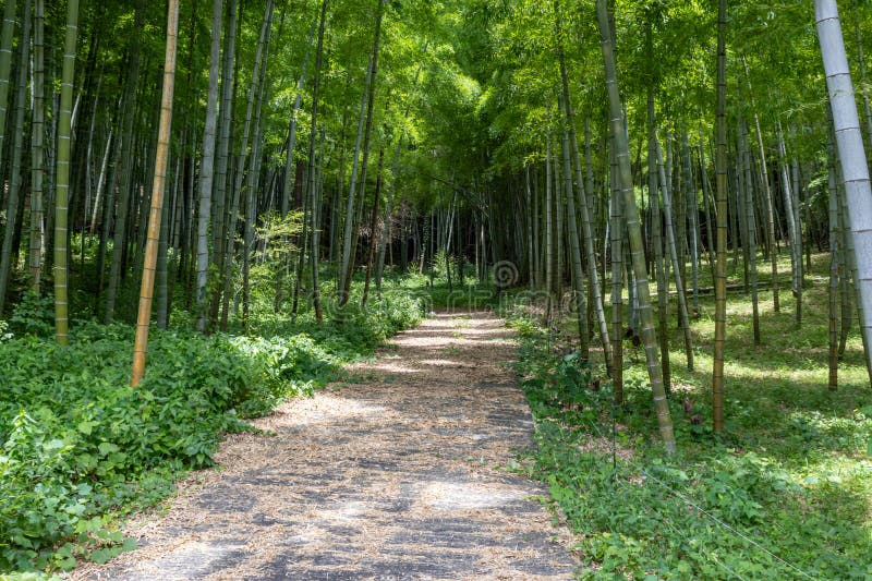 Bamboo Forest in Summer, Kanazawa, Japan Stock Image - Image of ...