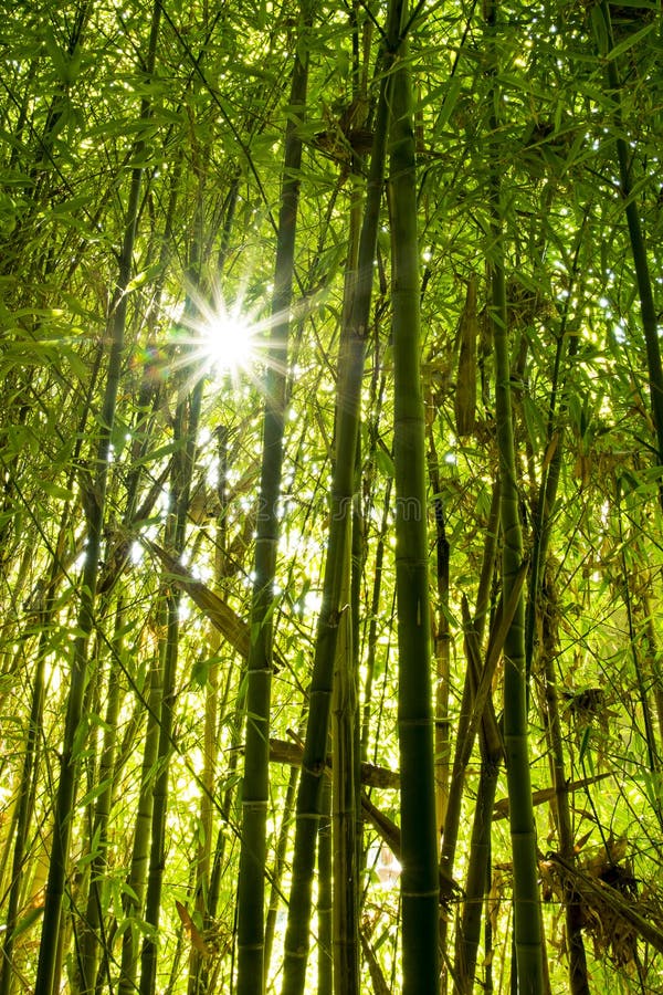 Bamboo Forest stock image. Image of forest, sunstreak - 61104321